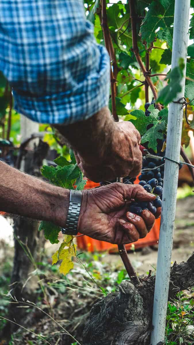 Slow Food: 8 Keys Of Savoring Each Moment In Italian Culture