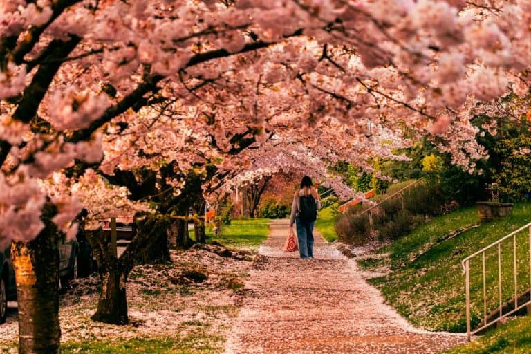 National Cherry Blossom Festival: 6 Essential Highlights To Celebrate ...