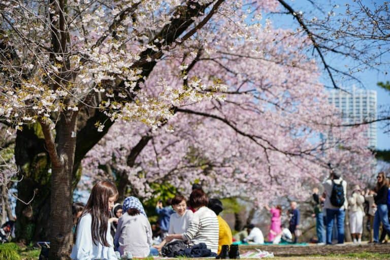 National Cherry Blossom Festival: 6 Essential Highlights To Celebrate ...