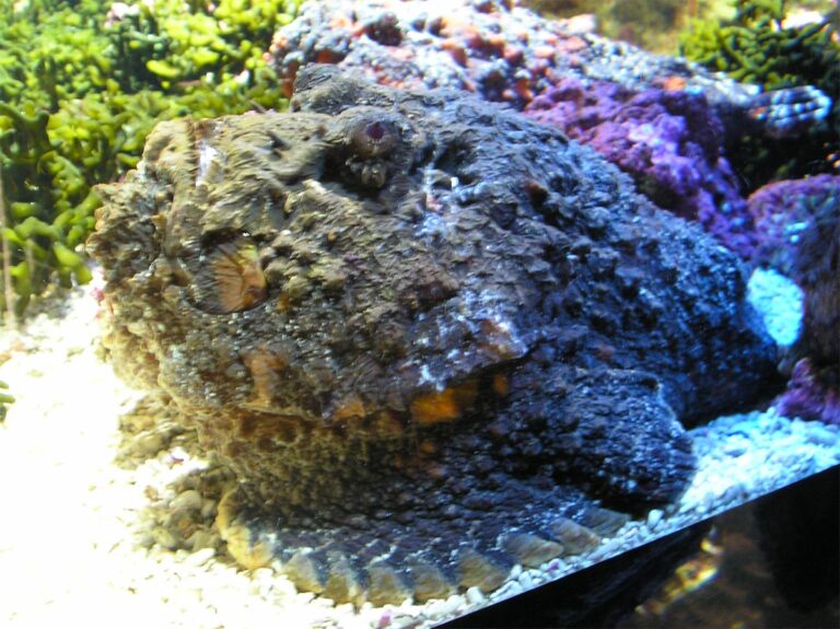 5 Most Poisonous Fish In The Ocean